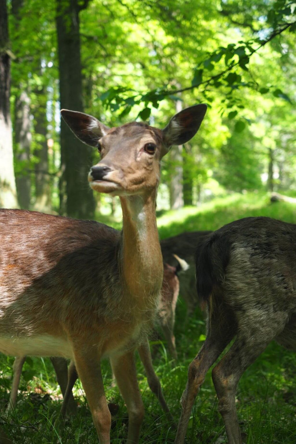 Top 5 zámků v Jižních Čechách | Krauzovi na cestách